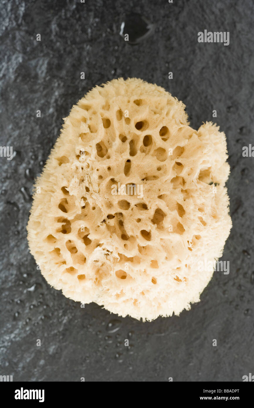 Bath sponge hi-res stock photography and images - Alamy