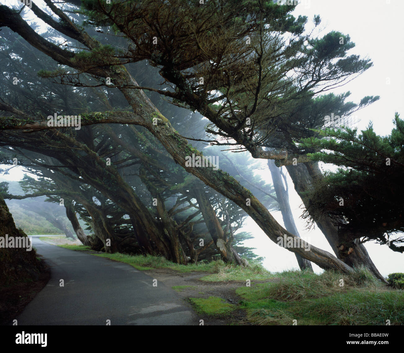 Trees growing over a path Stock Photo - Alamy