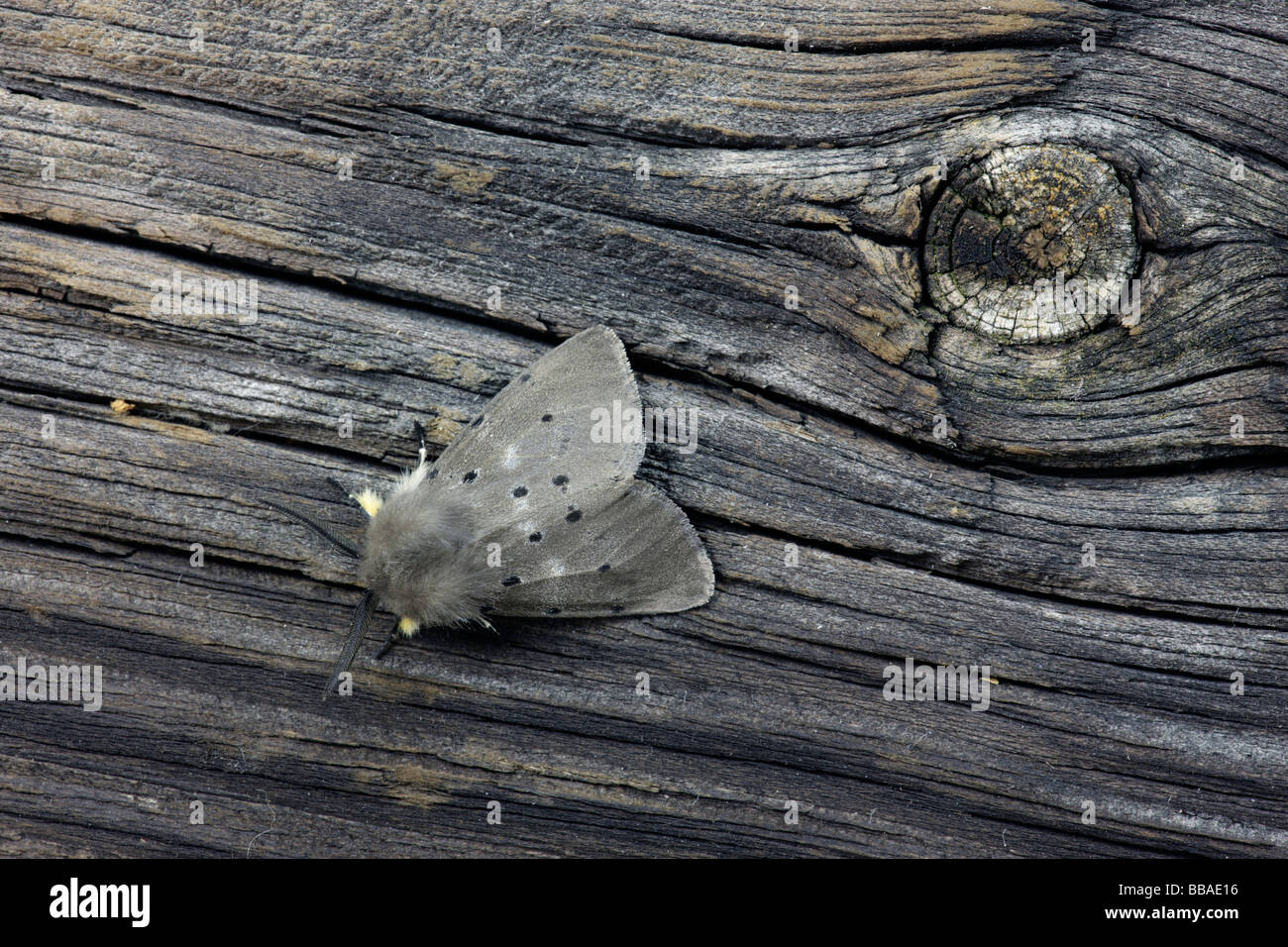 Mouse Moth Amphipyra tragopoginis Stock Photo - Alamy