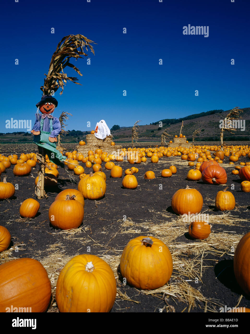 Vegetable field california hi-res stock photography and images - Alamy