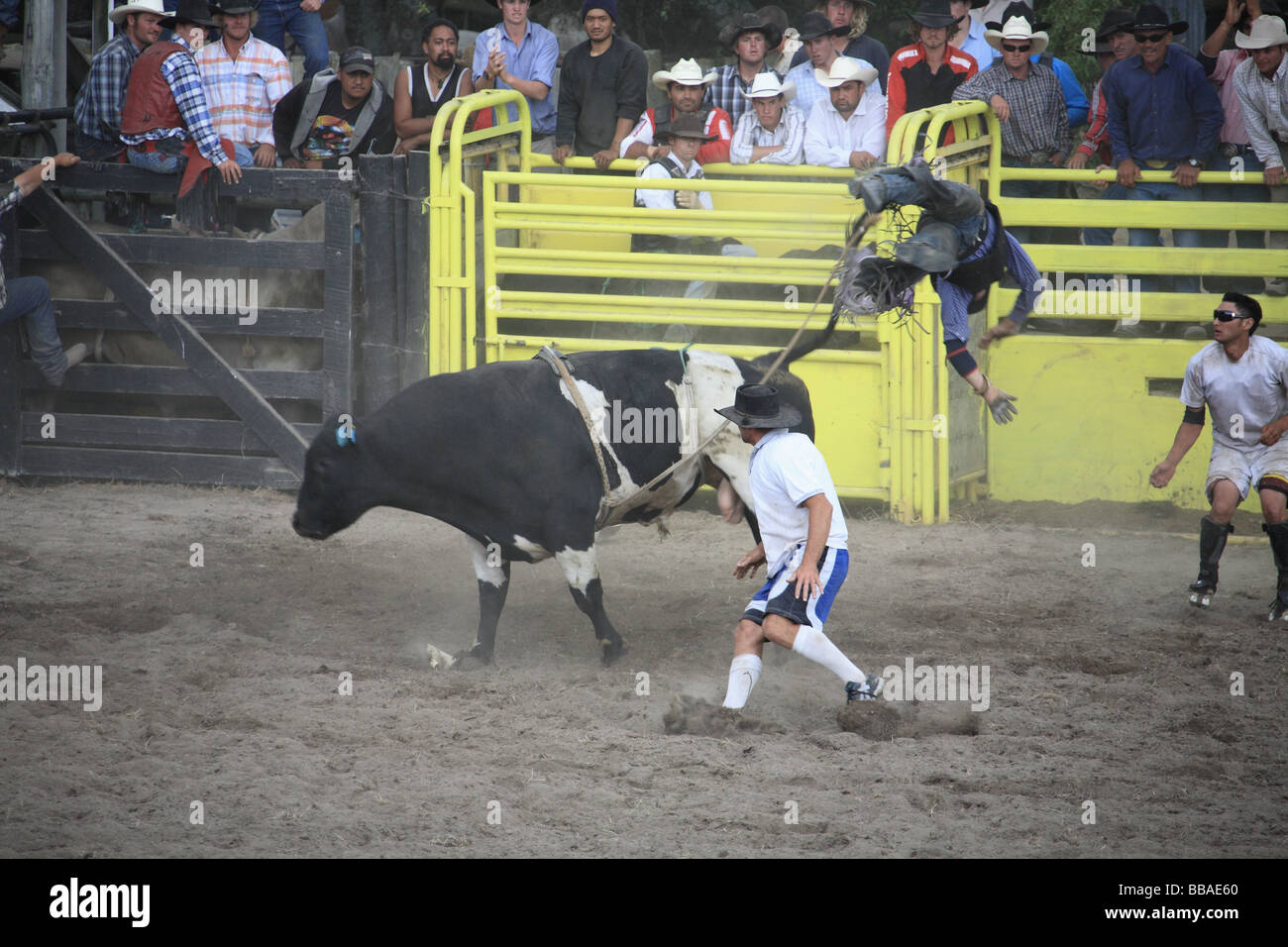 Cowboy thrown off bull at rodeo Stock Photo - Alamy