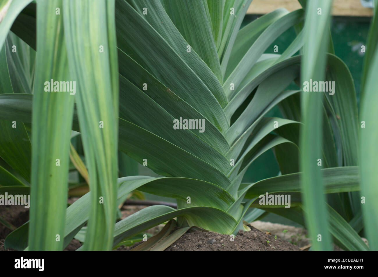 Pot Leek Yorkshire Giant Stock Photo - Alamy