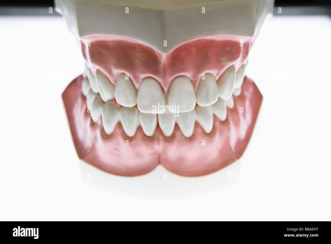 Model of human gums and teeth Stock Photo - Alamy