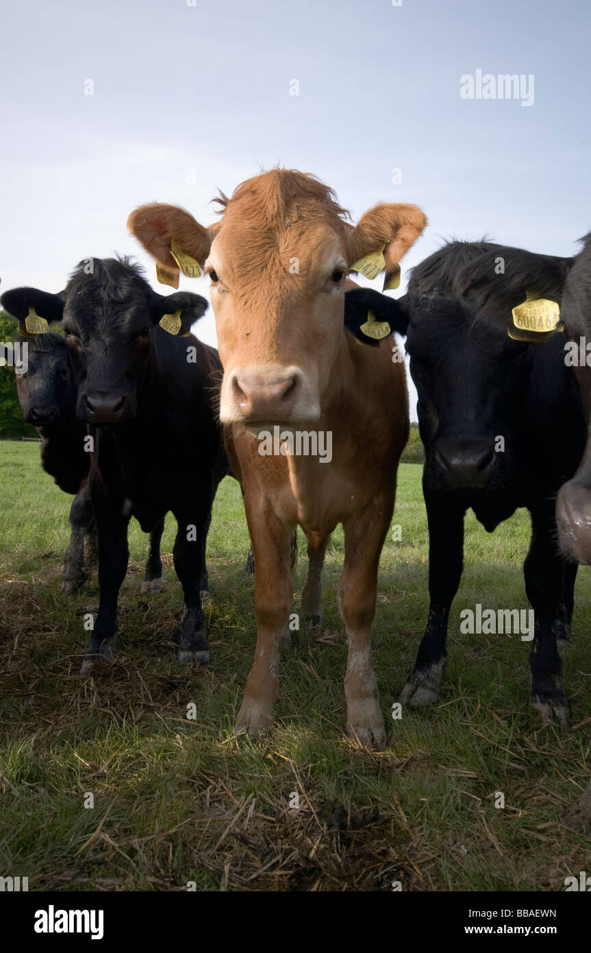 cows in field kent countryside Stock Photo - Alamy