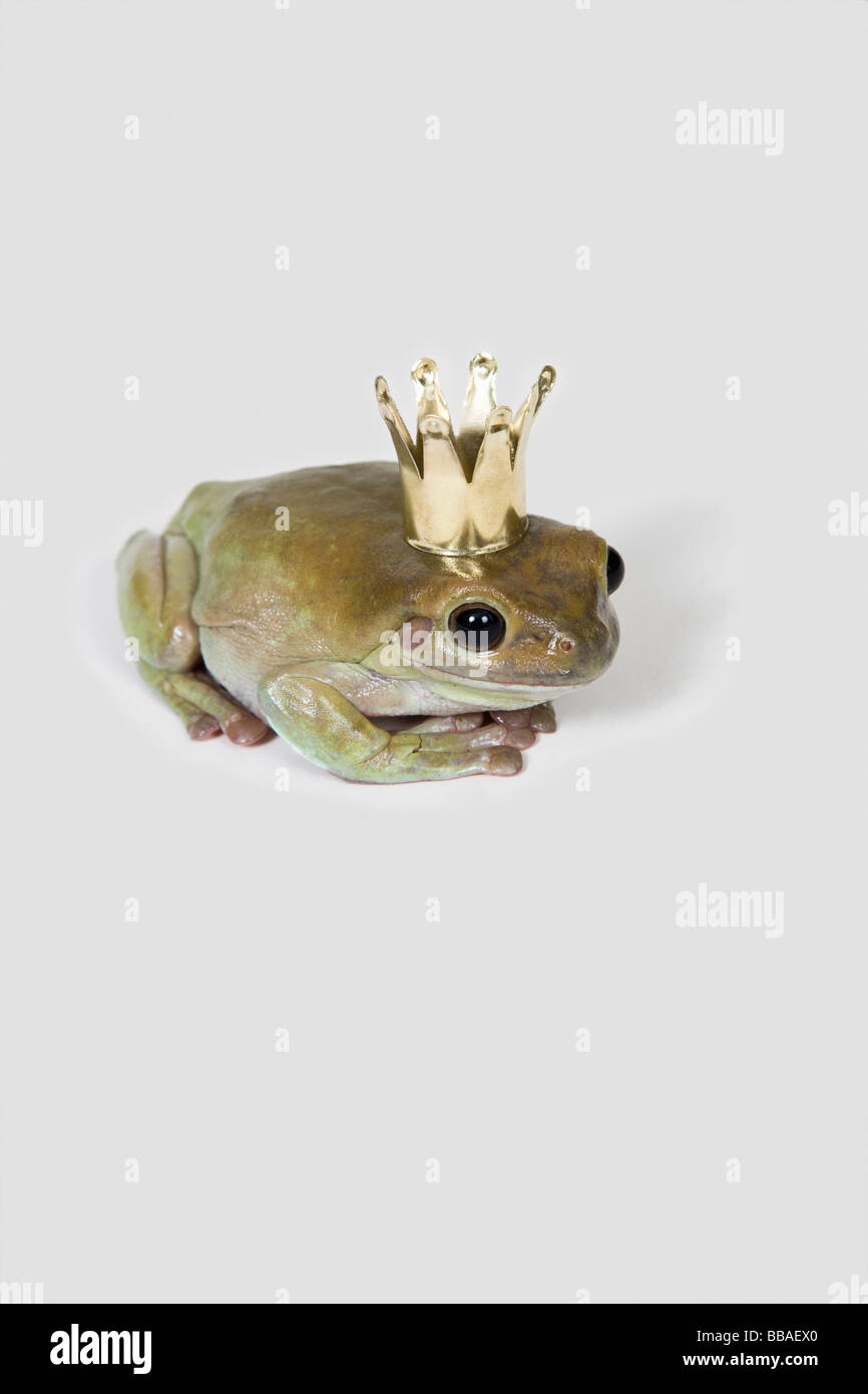 A frog wearing a crown hi-res stock photography and images - Alamy