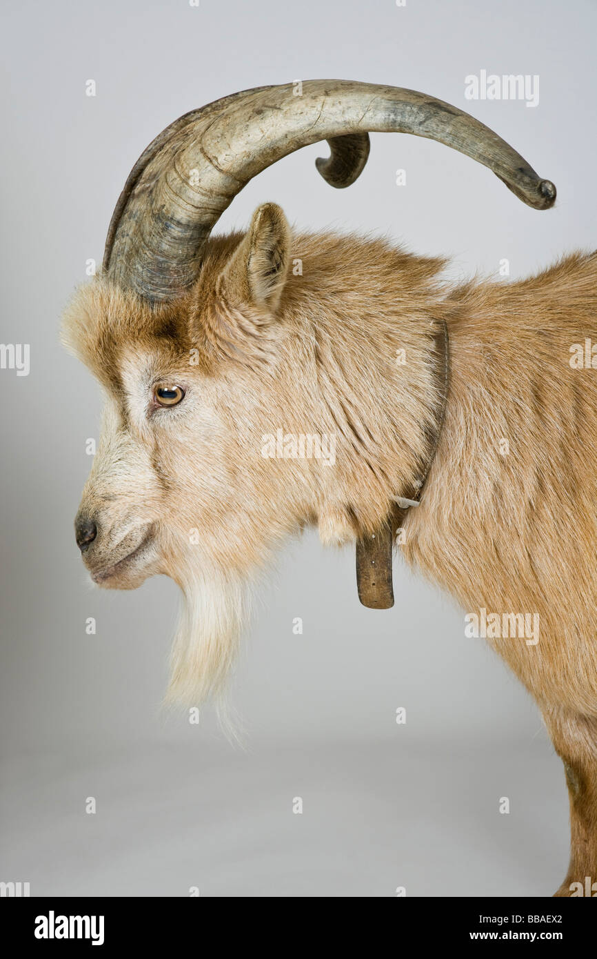 Goat, studio shot Stock Photo - Alamy