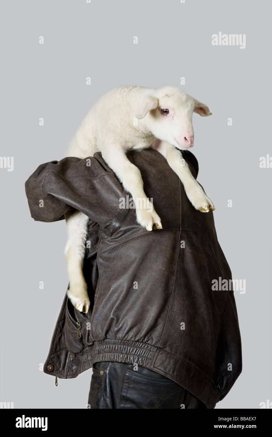 A man carrying a lamb on his shoulder, rear view, studio shot Stock ...