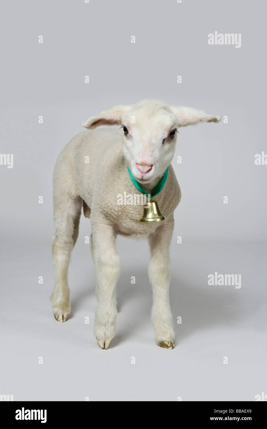 A white lamb, studio shot Stock Photo - Alamy