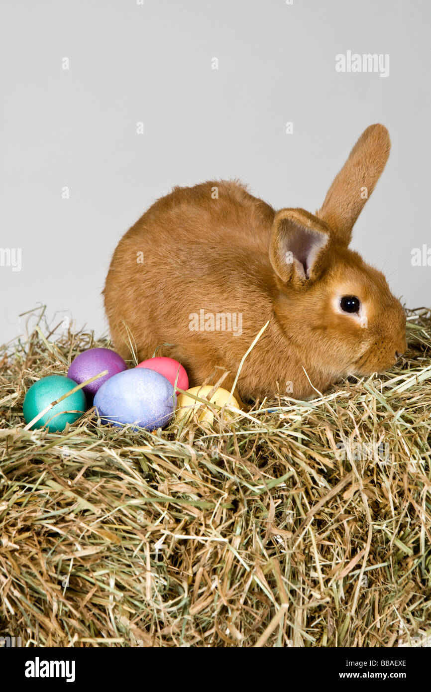 Rabbit with eggs hi-res stock photography and images - Alamy