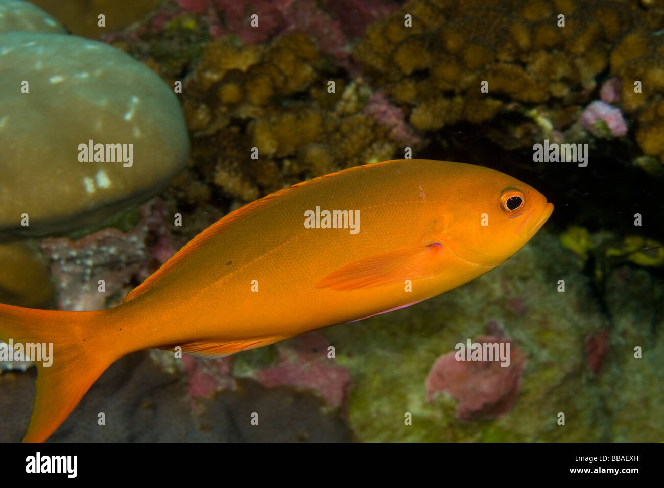 Clipperton Island Stock Photos & Clipperton Island Stock Images - Alamy