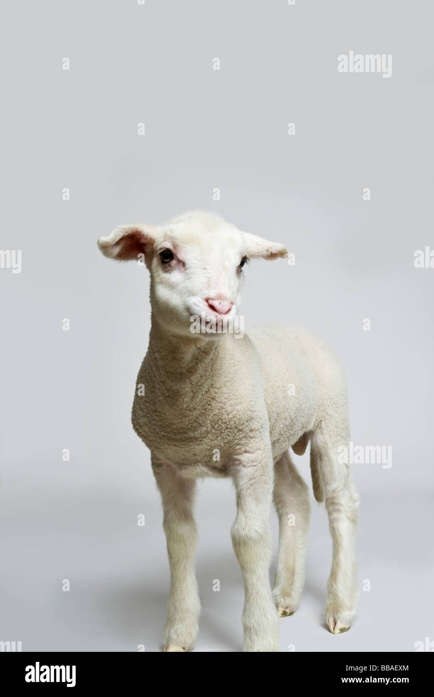 A white lamb, studio shot Stock Photo - Alamy
