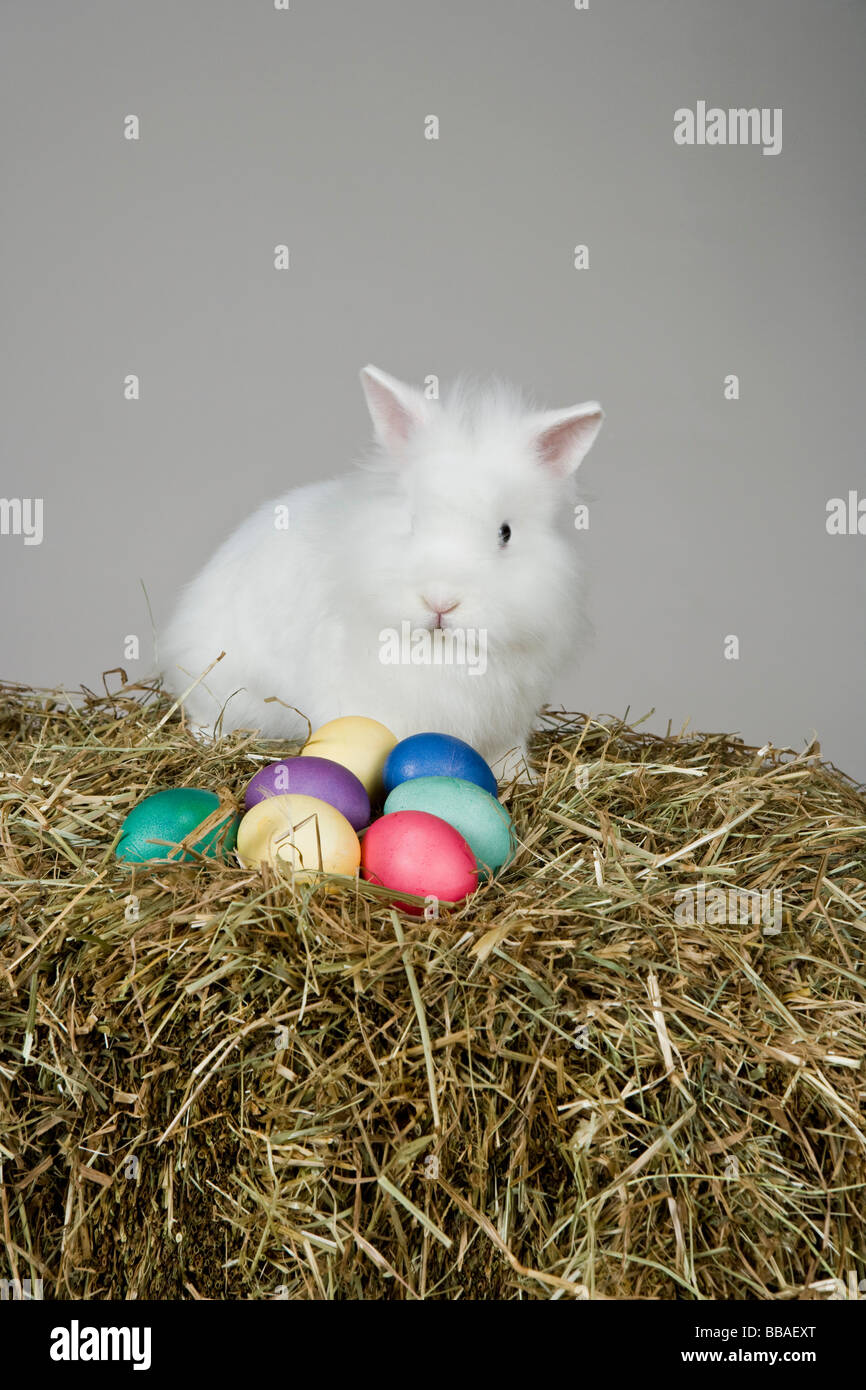 A rabbit and Easter eggs, studio shot Stock Photo - Alamy