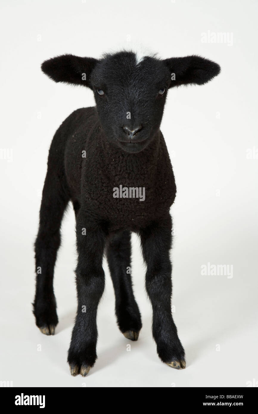 Black lamb hi-res stock photography and images - Alamy