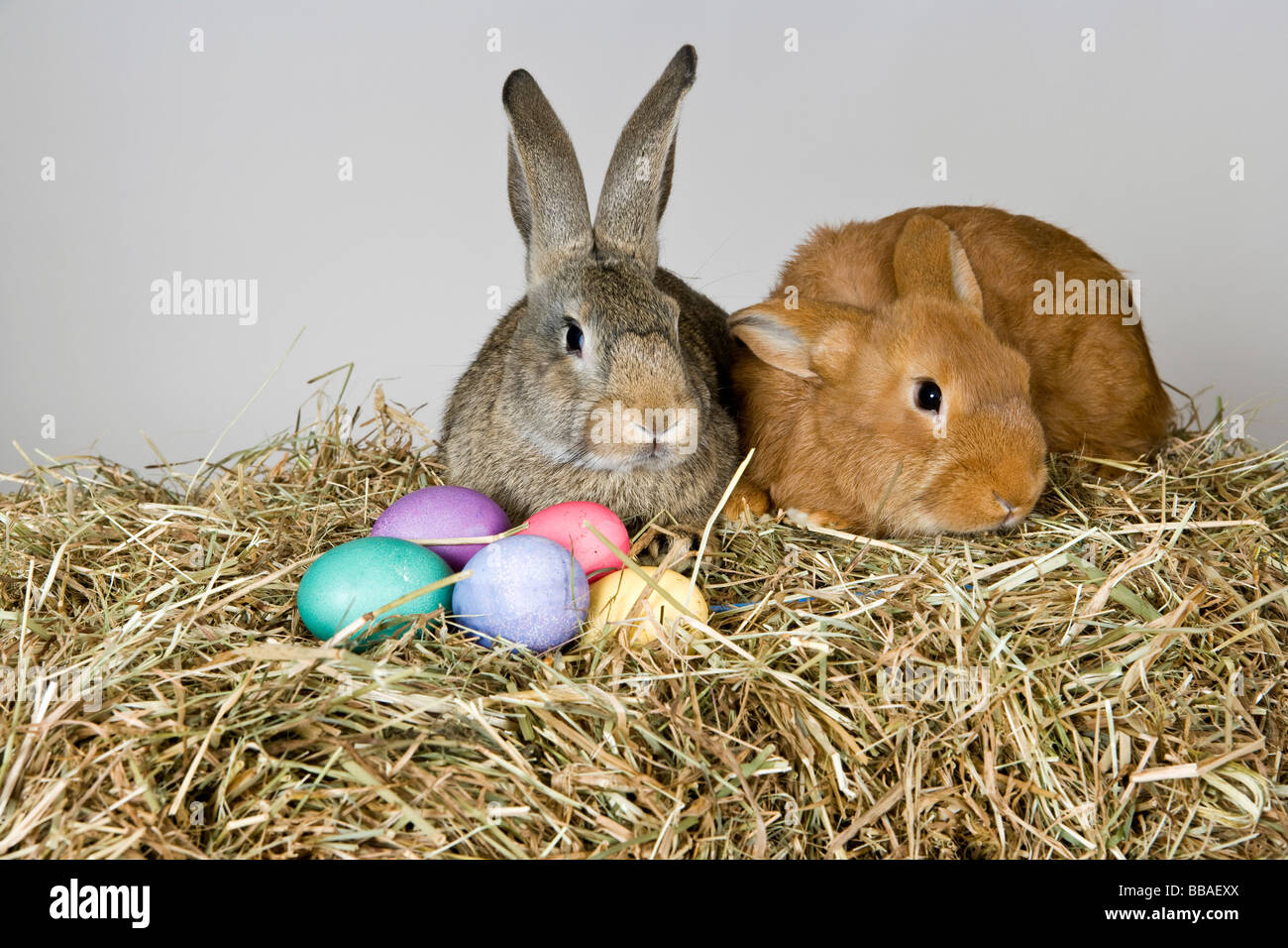 Color rabbits animals egg hi-res stock photography and images - Alamy