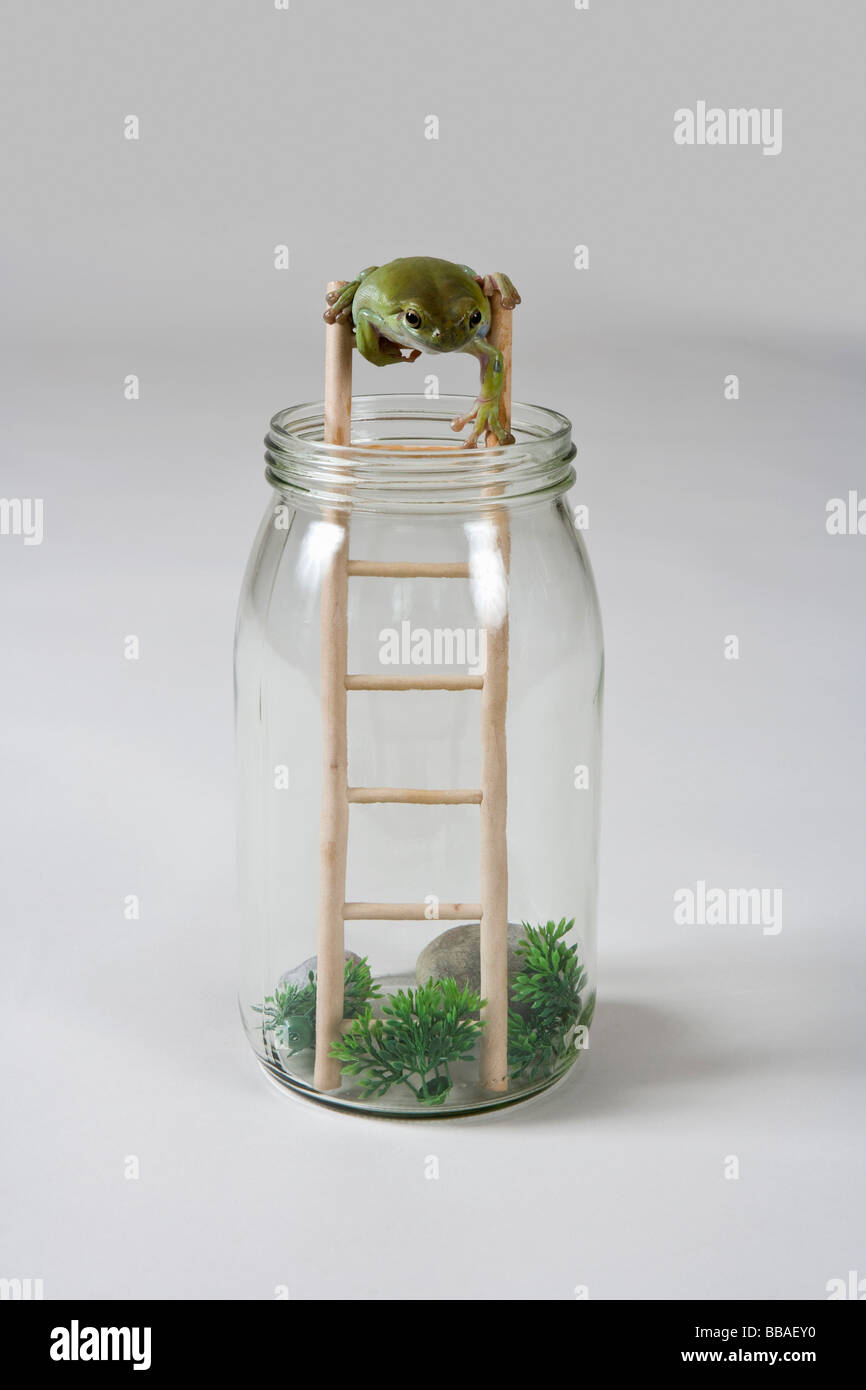 A frog climbing down a ladder Stock Photo - Alamy