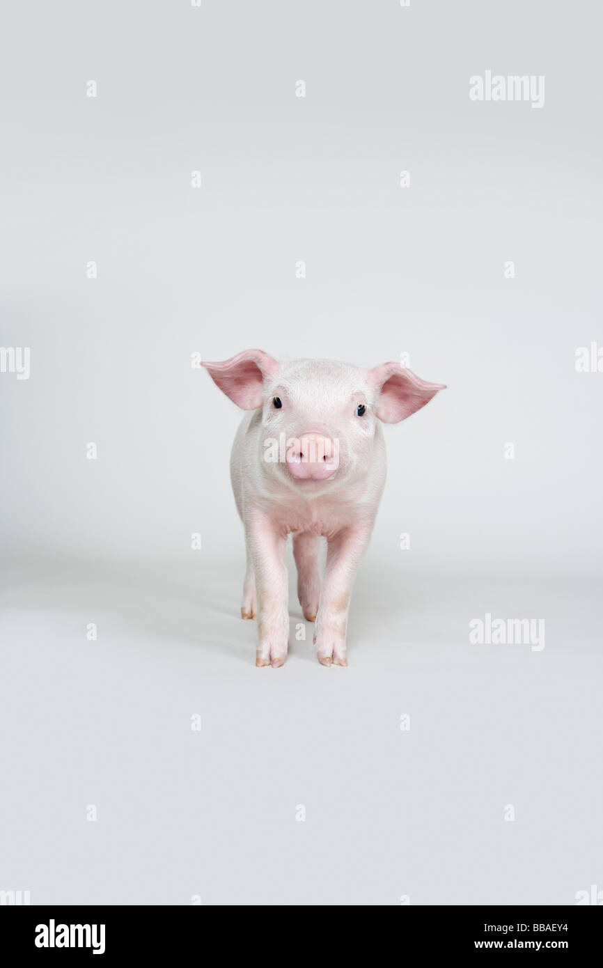 Piglet, studio shot Stock Photo - Alamy