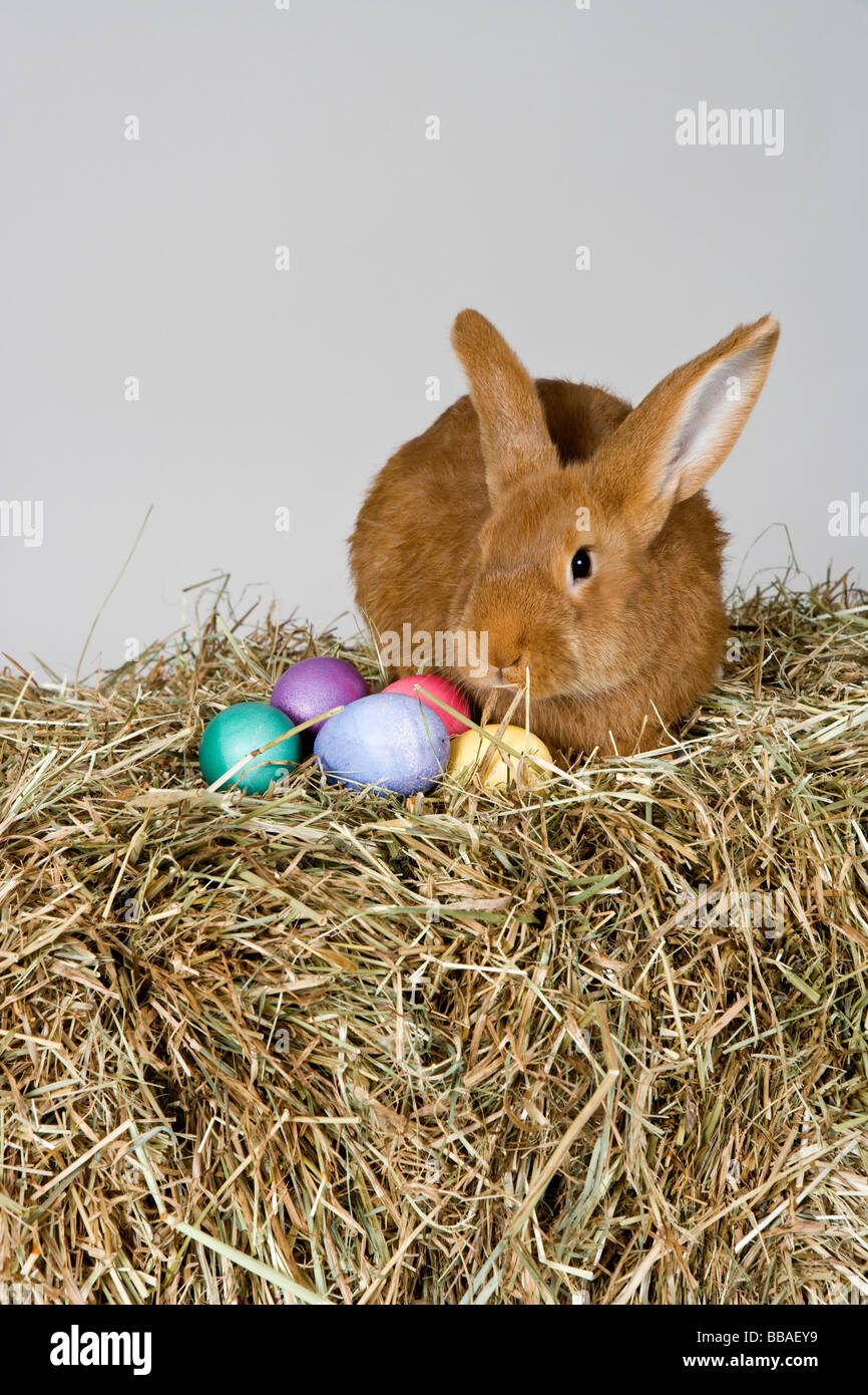 A rabbit and Easter eggs, studio shot Stock Photo - Alamy