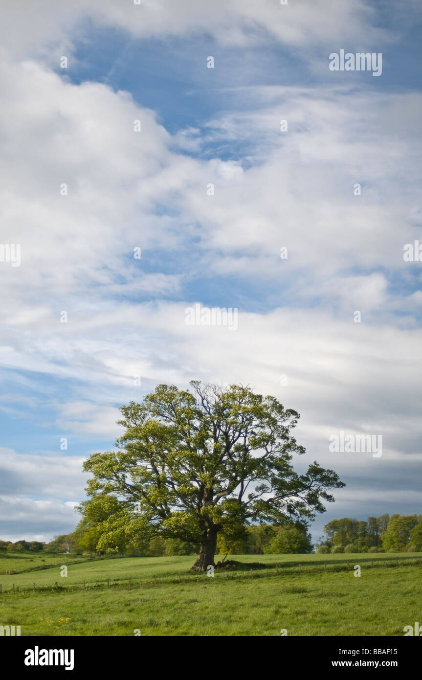 Only tree on hill hi-res stock photography and images - Alamy