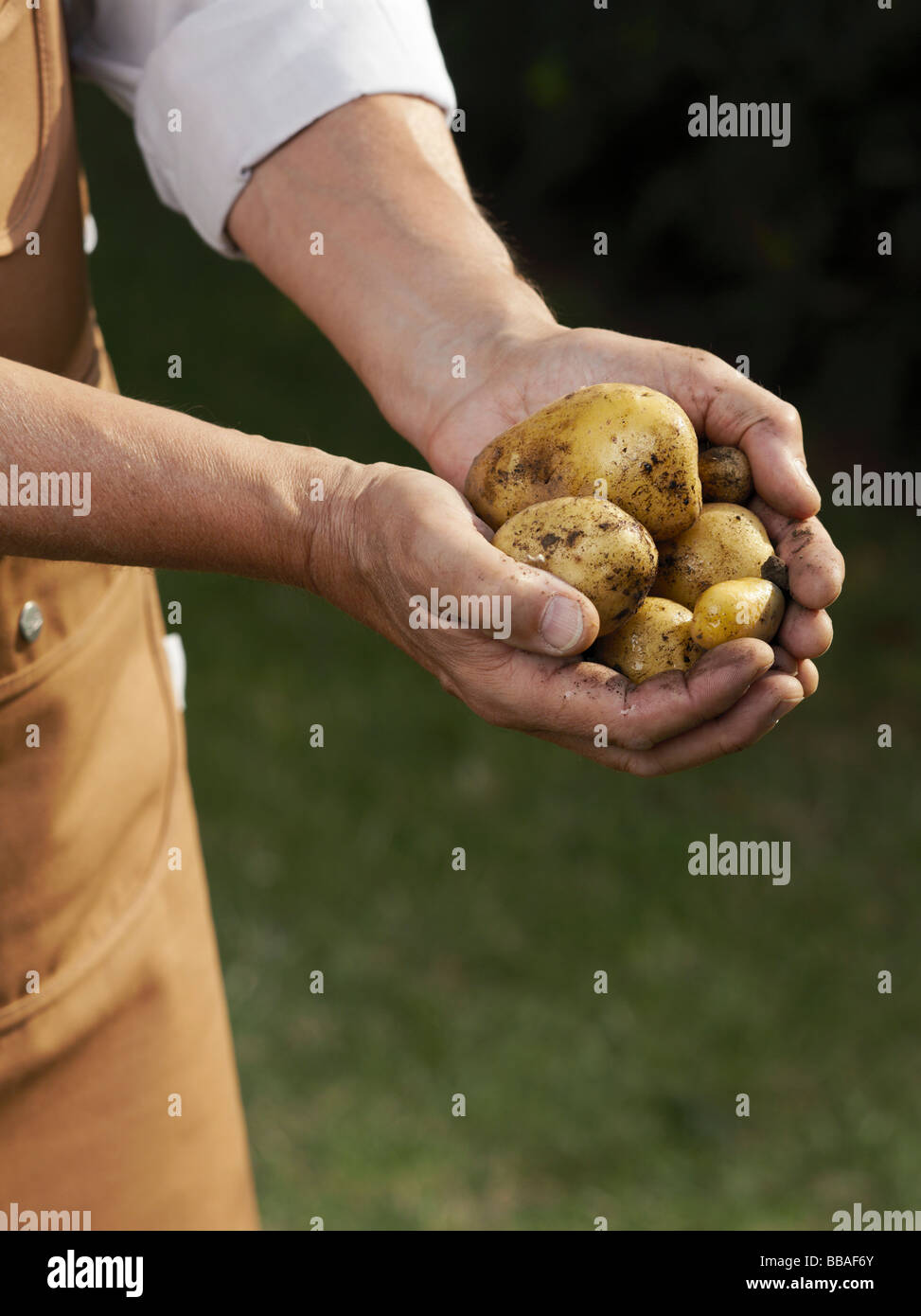 Midsection of a man with a handful of potatoes Stock Photo - Alamy