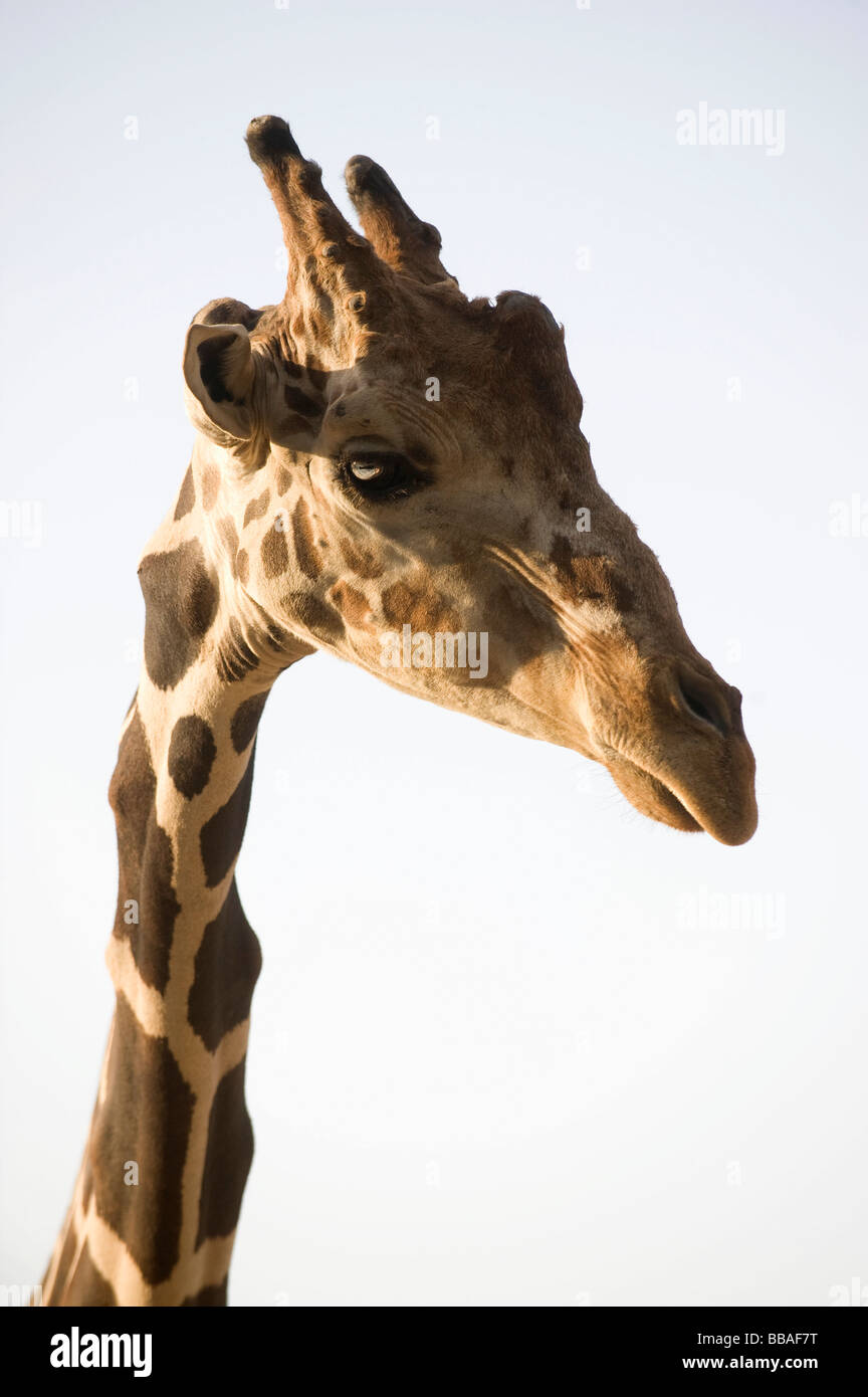 Side view of a giraffe Stock Photo - Alamy