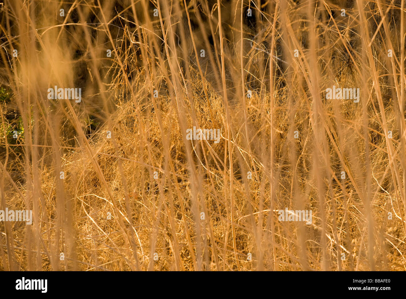 Dry twigs hi-res stock photography and images - Alamy