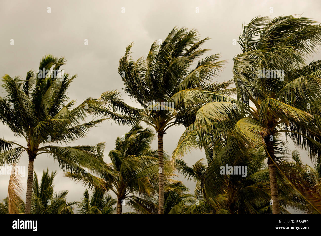 Tropical storm palm trees hi-res stock photography and images - Alamy