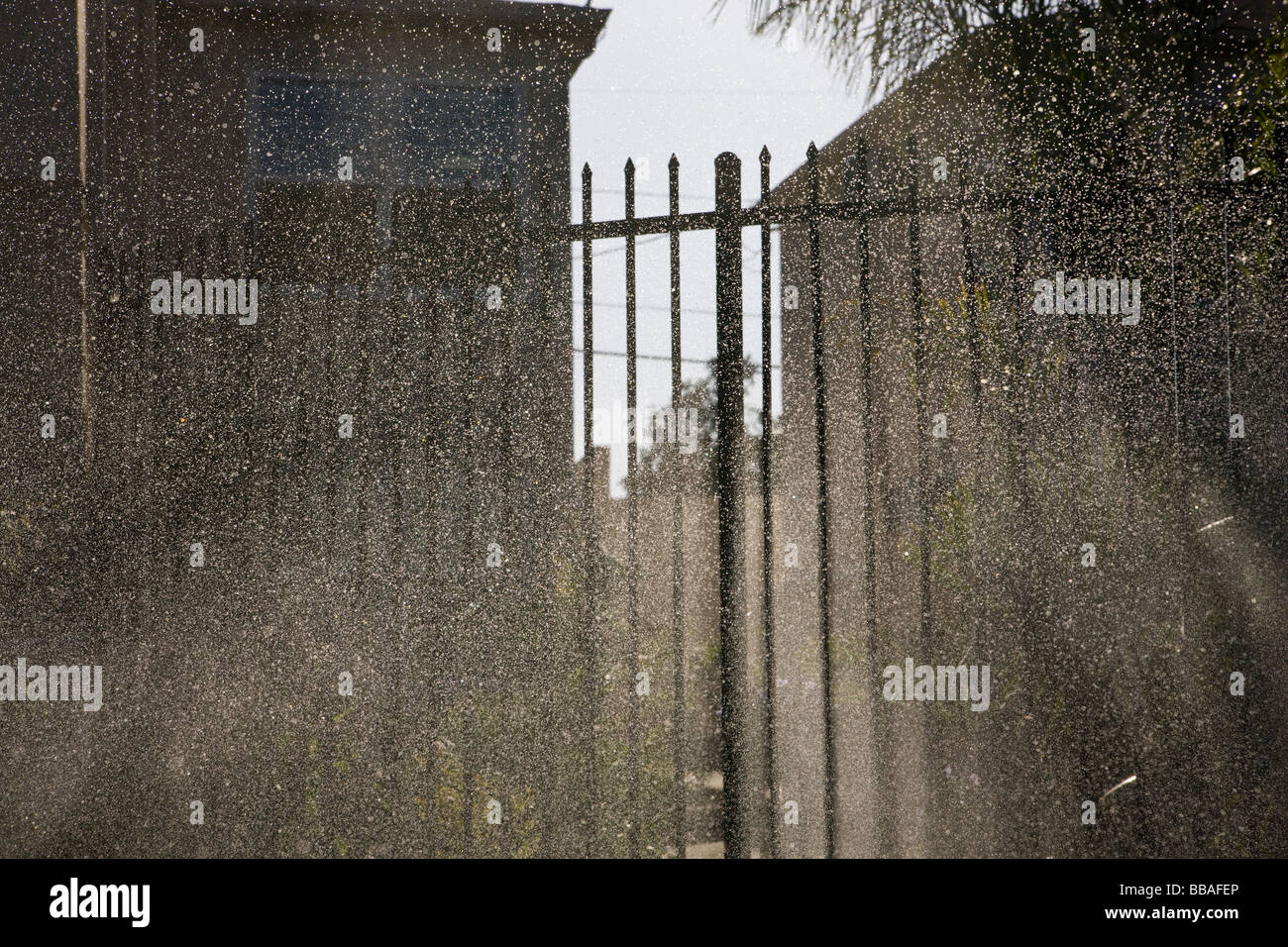 Sprinkling water in sunlight Stock Photo - Alamy