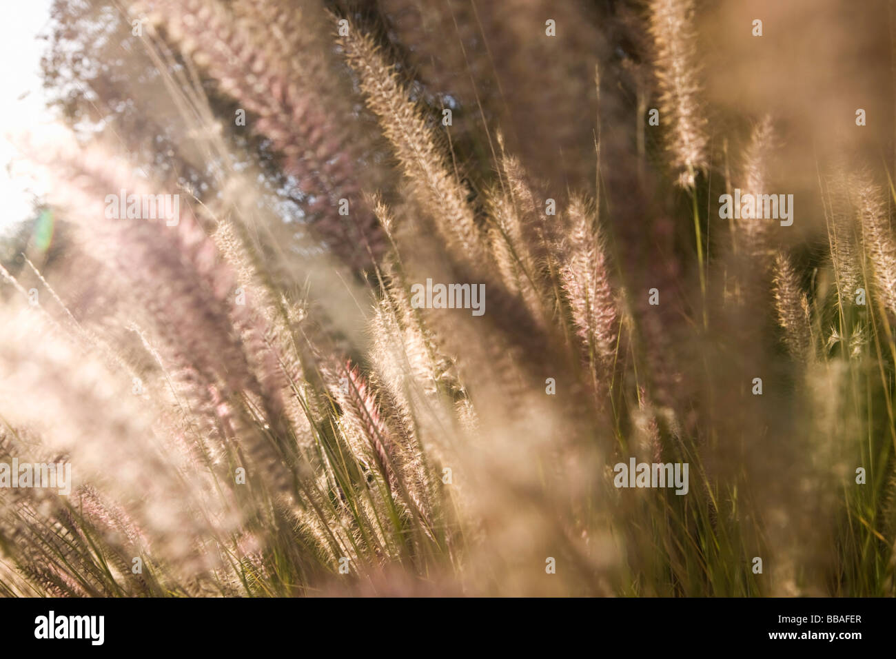 Timothy grass hi-res stock photography and images - Alamy