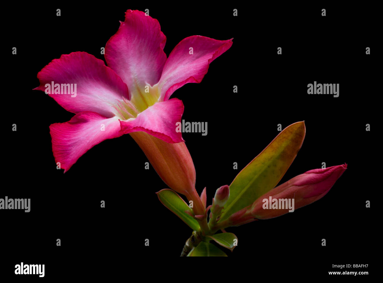 Impala lily flower hi-res stock photography and images - Alamy