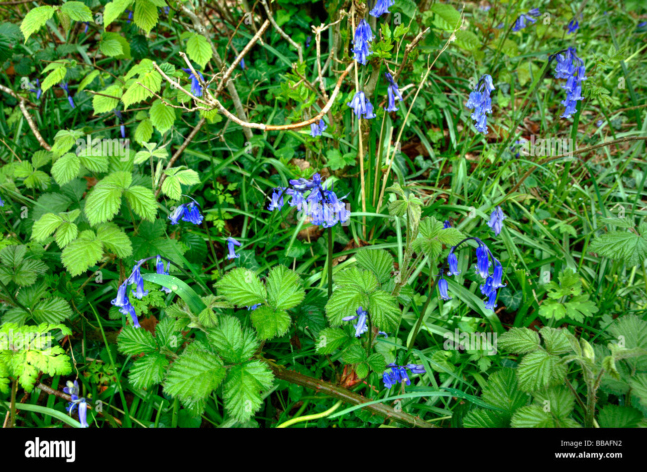 Close up of bluebells growing in a wood Stock Photo - Alamy