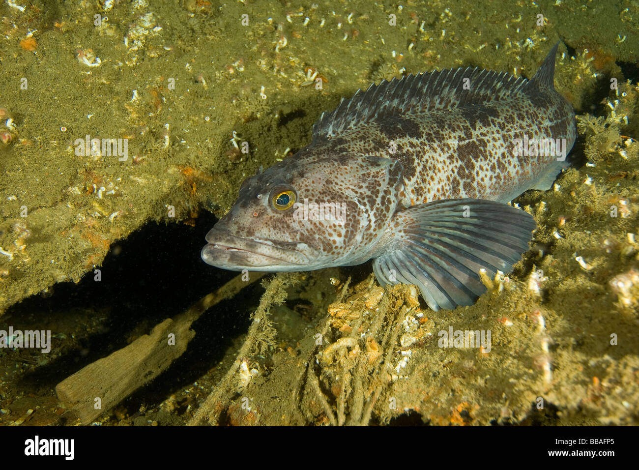 Lingcod Ophiodon elongatus on the shipwreck of the Sophia Southeast ...
