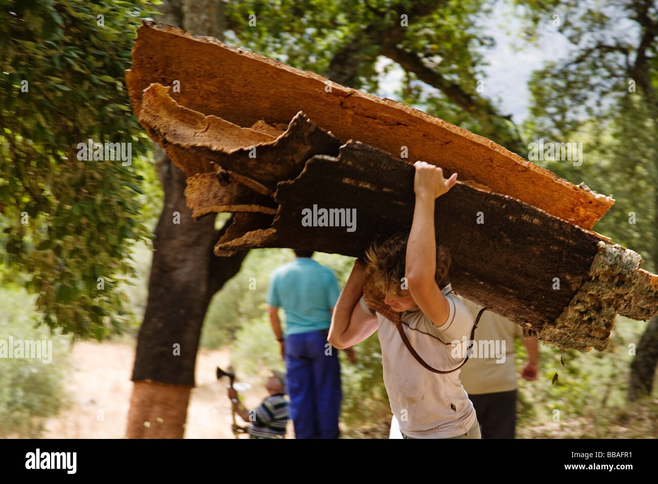 Arbol De Corcho High Resolution Stock Photography and Images - Alamy