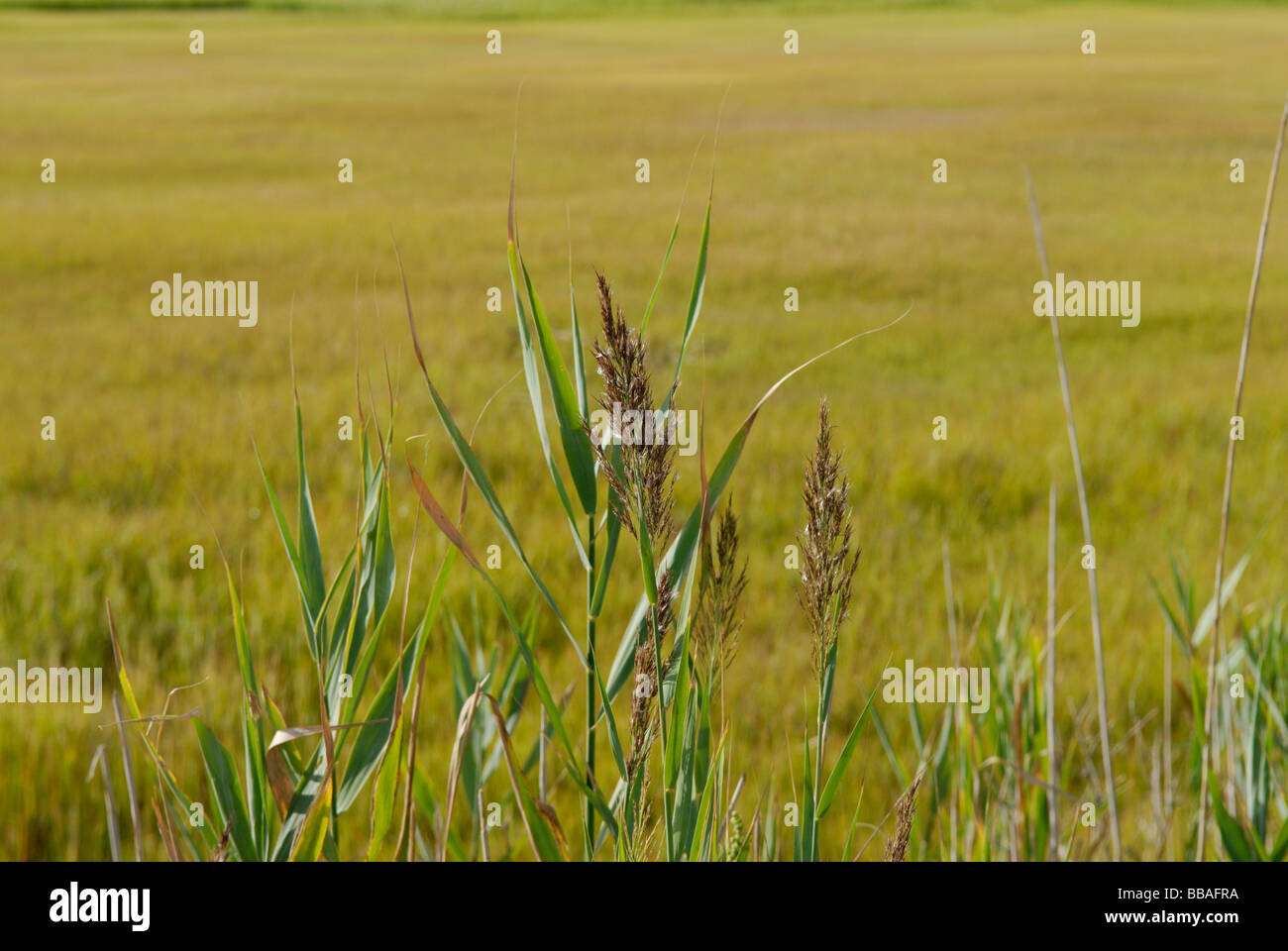 Salt marsh cordgrass hi-res stock photography and images - Alamy