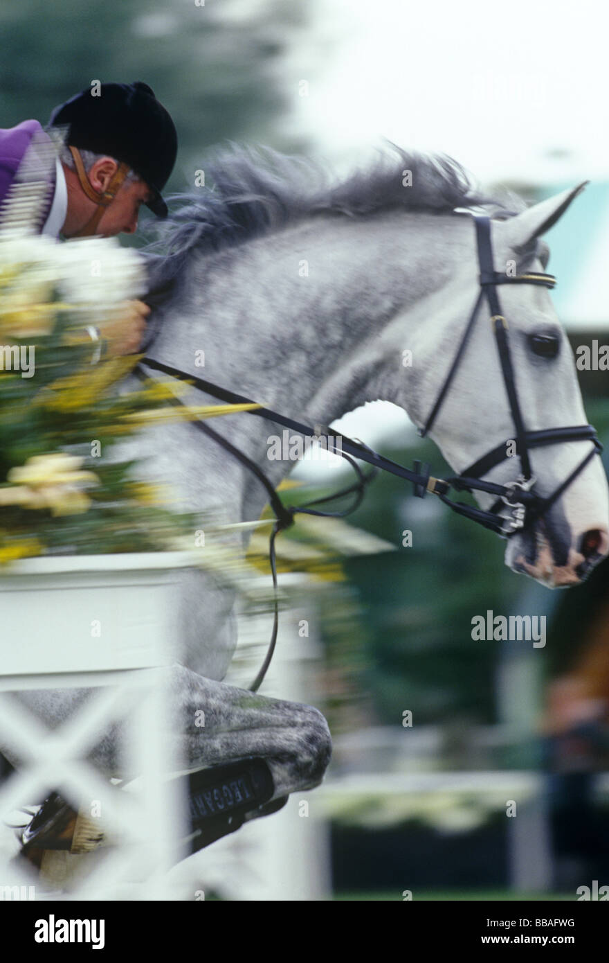 Showjumping horse hi-res stock photography and images - Alamy