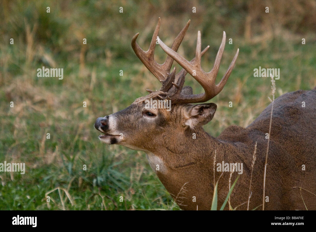 Male performing flehmen hi-res stock photography and images - Alamy