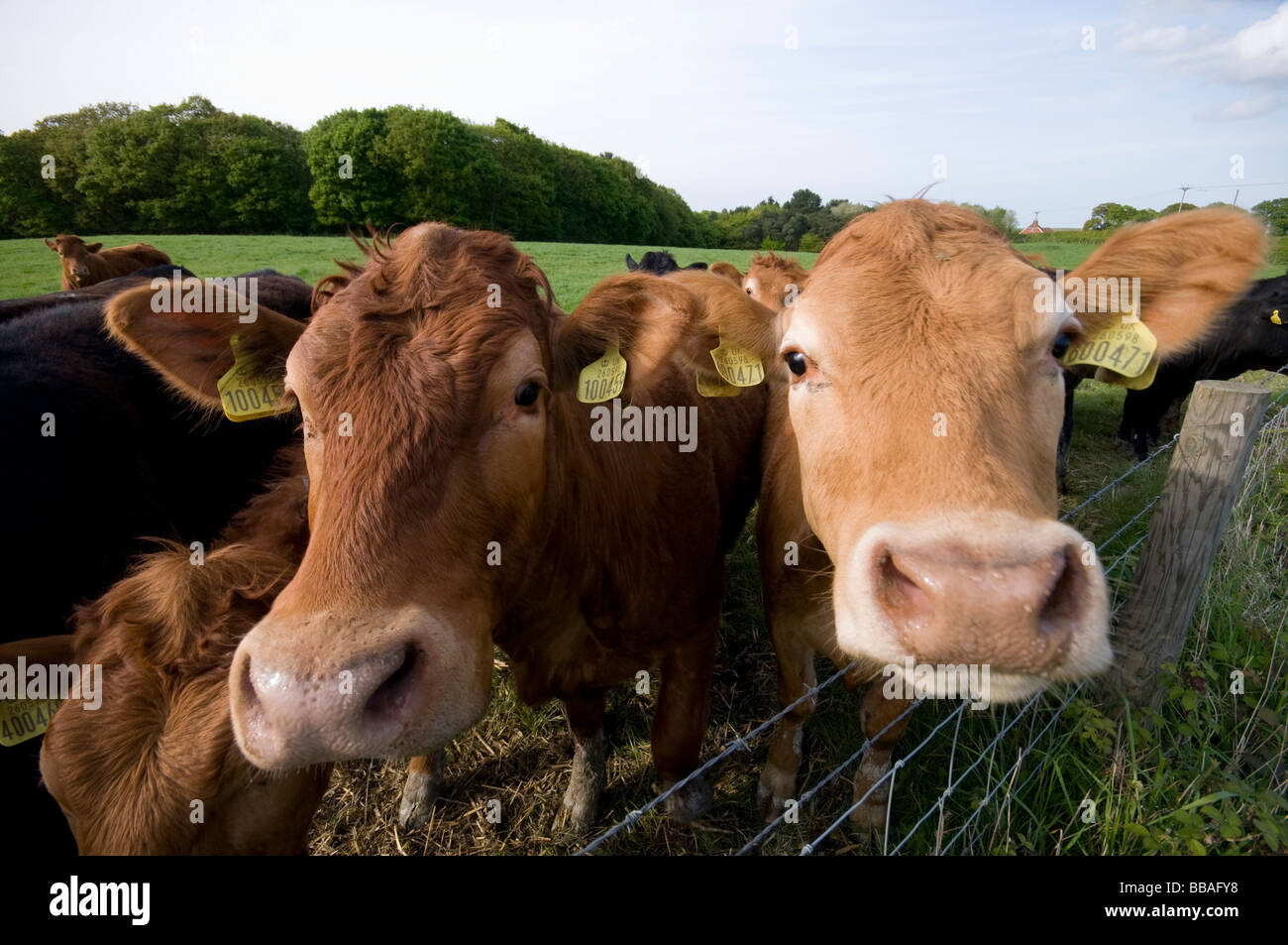 cows in field kent countryside Stock Photo - Alamy