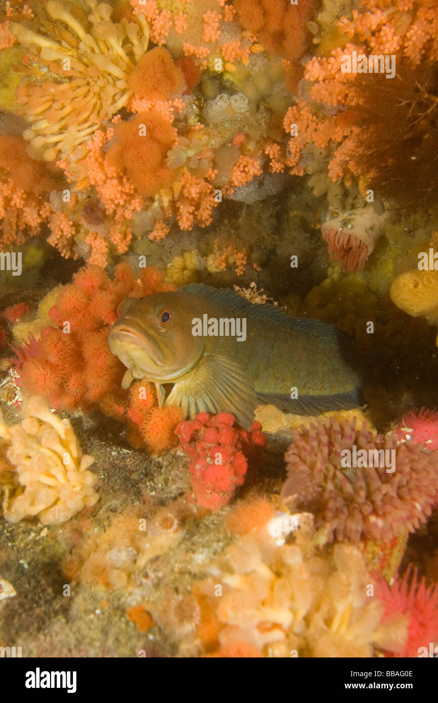 Alaska Ronquil Bathymaster caeruleofasciatus on reef Southeast Alaska ...