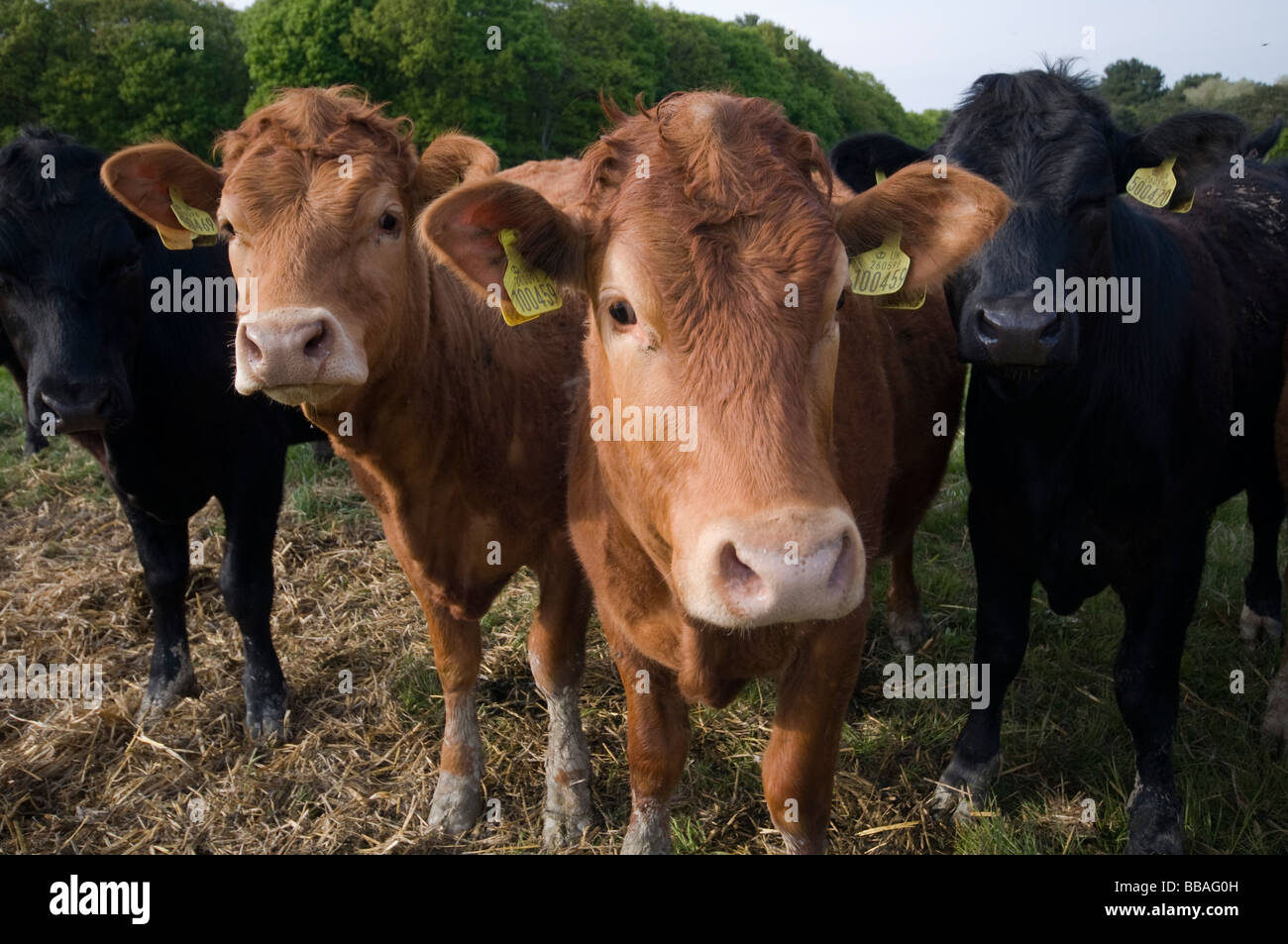 cows in field kent countryside Stock Photo - Alamy