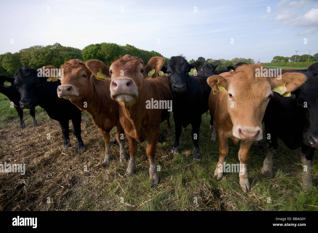 cows in field kent countryside Stock Photo - Alamy