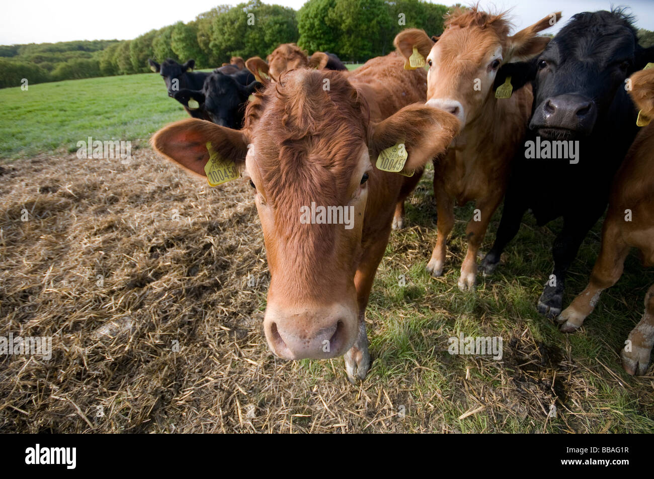 Mob of cows hi-res stock photography and images - Alamy