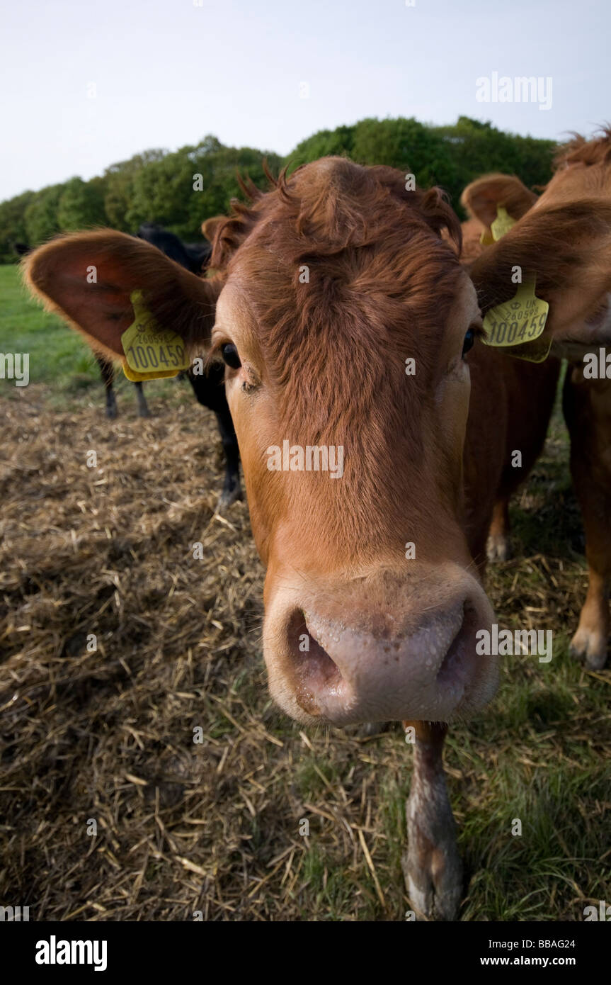 cows in field kent countryside Stock Photo - Alamy