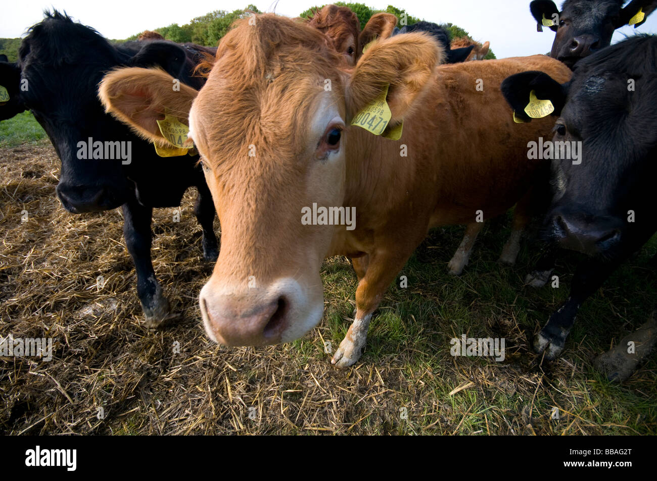 cows in field kent countryside Stock Photo - Alamy