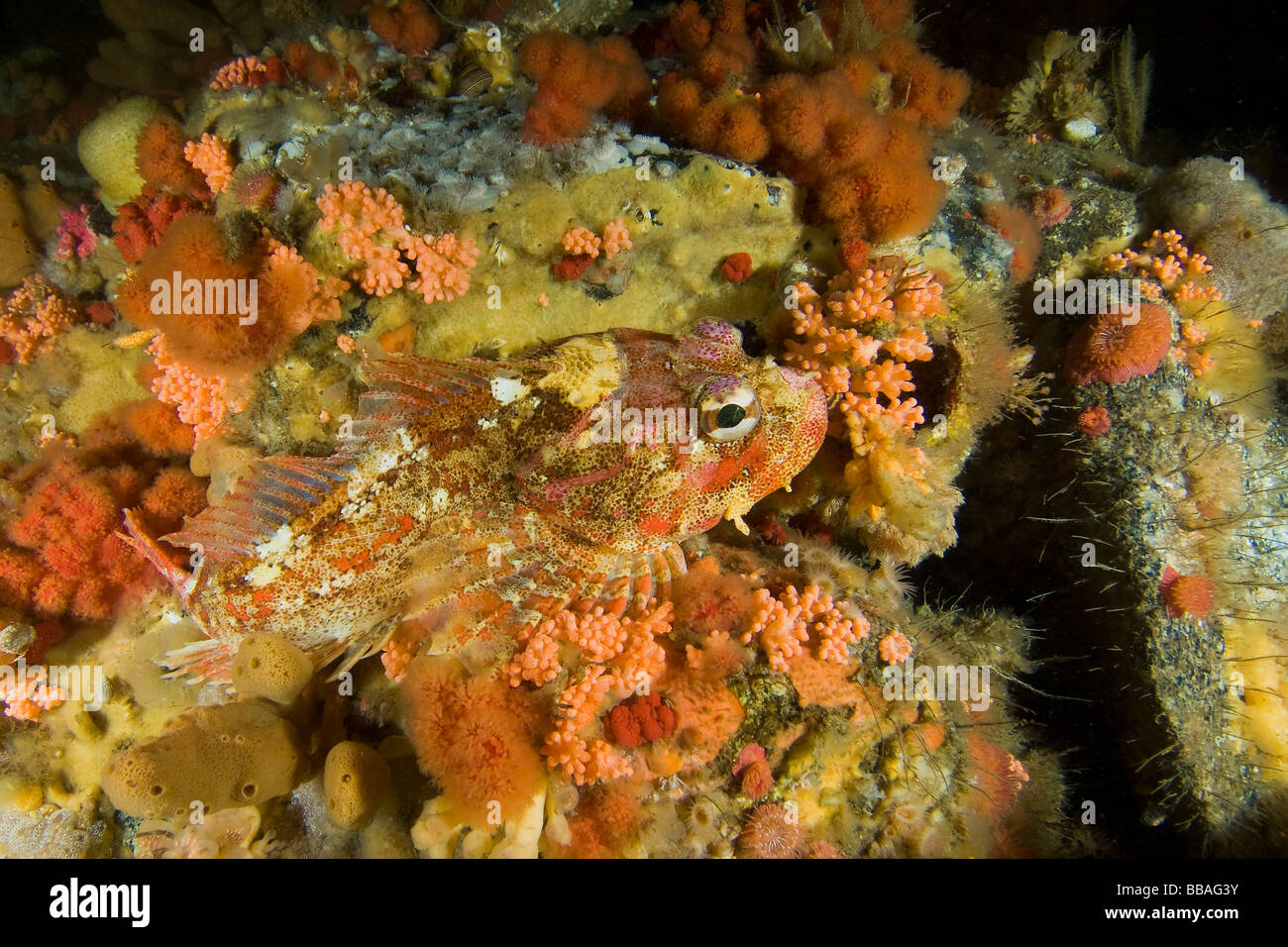 Red Irish Lord Hemilepidotus hemilepidotus on reef in Southeast Alaska ...
