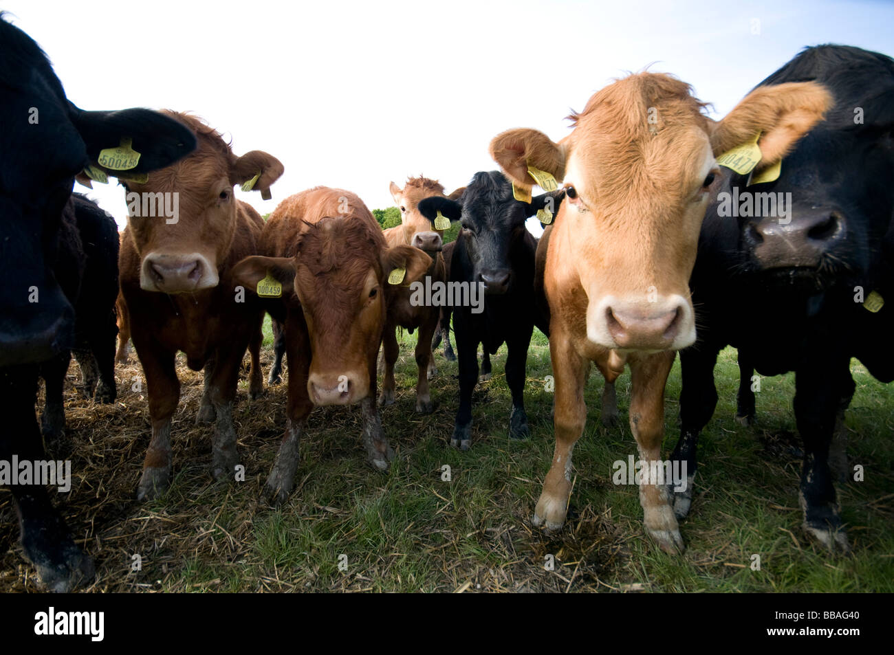 cows in field kent countryside Stock Photo - Alamy