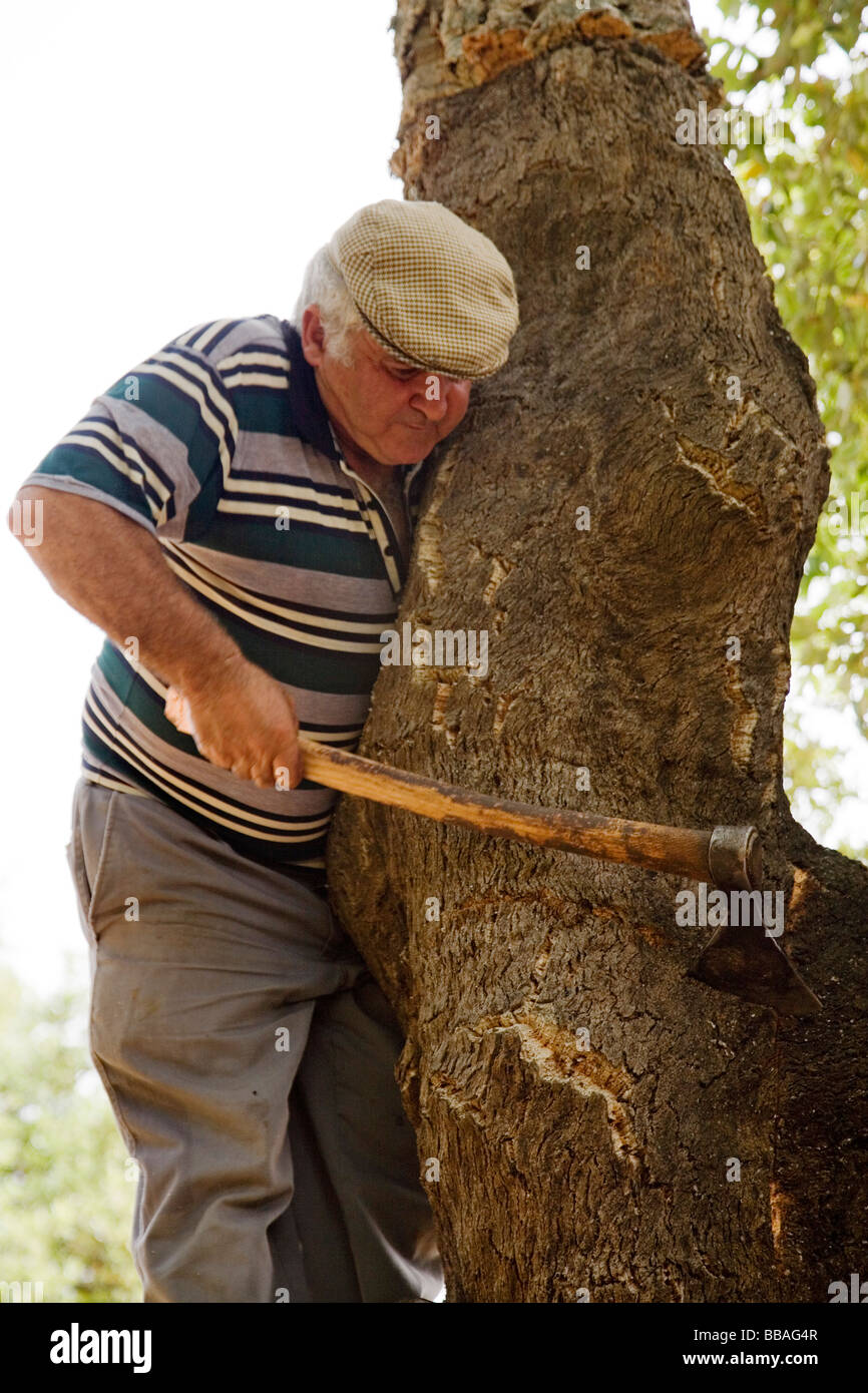 Arbol de corcho hi-res stock photography and images - Alamy