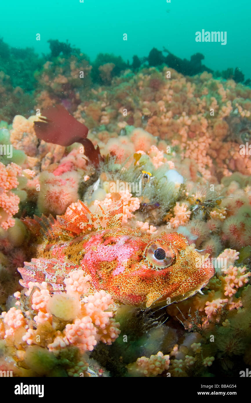Red Irish Lord Hemilepidotus hemilepidotus on cold water coral reef in ...