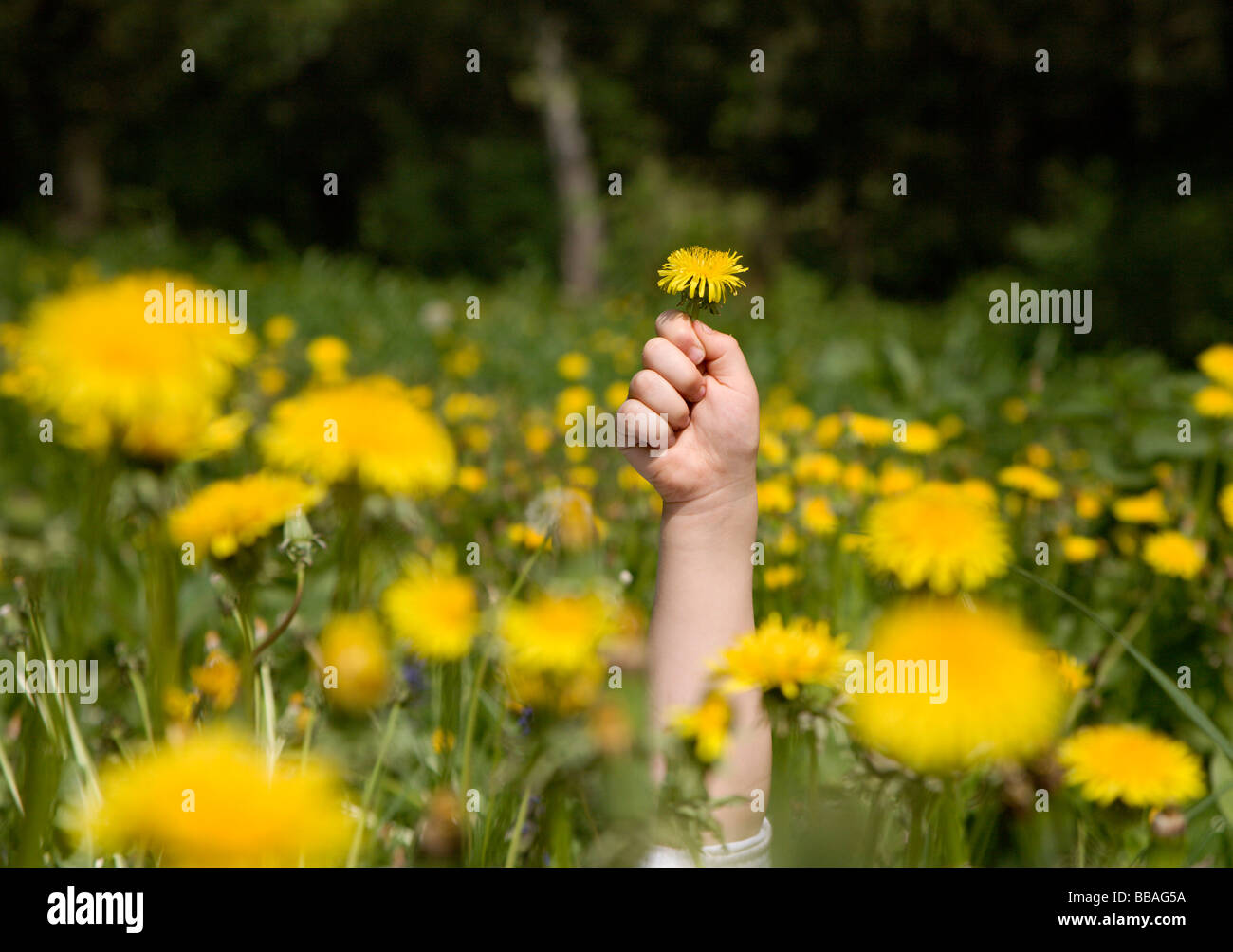 Nature child hand flower hi-res stock photography and images - Alamy