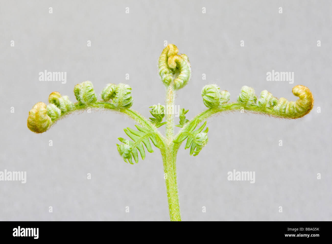 Uncurling fern fronds against a grey background Kent UK spring Stock ...