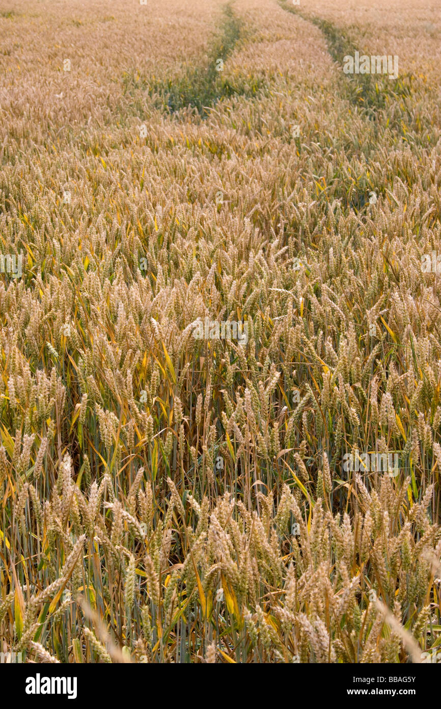 Wheat portrait hi-res stock photography and images - Alamy