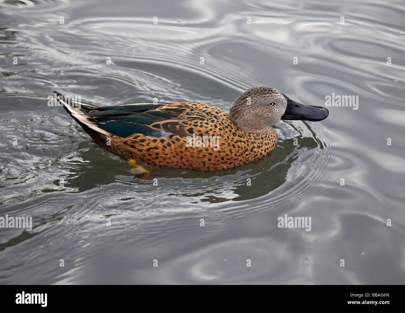 Argentine lake duck hi-res stock photography and images - Alamy